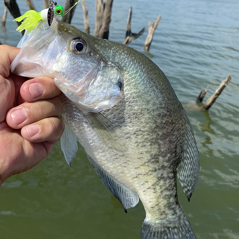 Plastic or Live Bait? - MidWest Outdoors