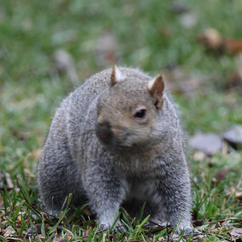 Gray Squirrel - MidWest Outdoors