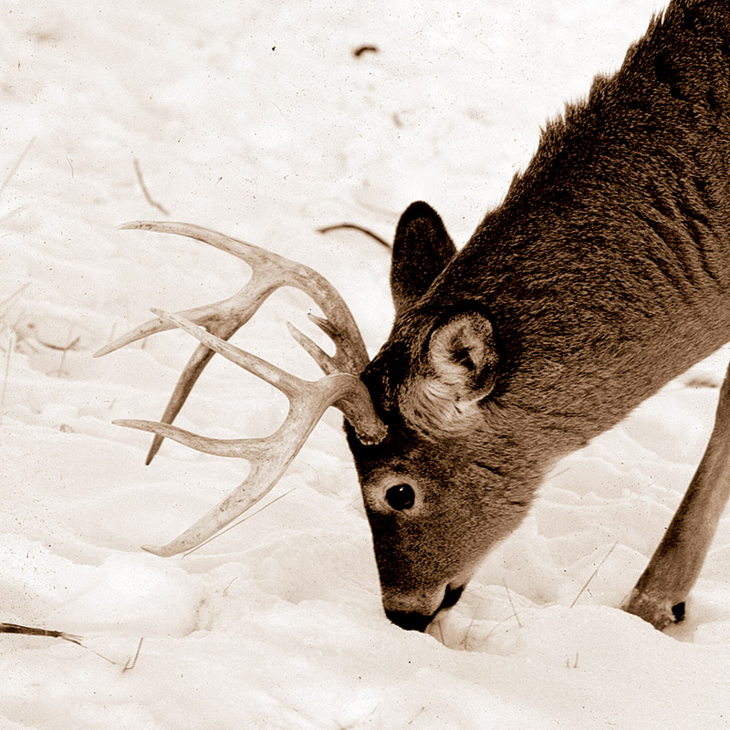My First Trophy-Class Buck - MidWest Outdoors