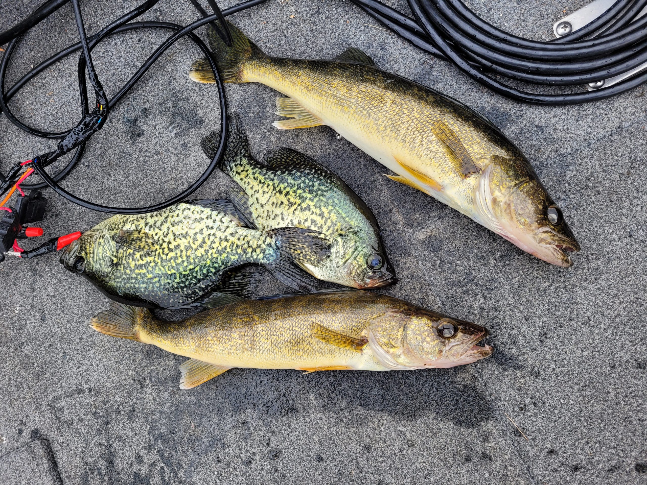 Homepage - MidWest Outdoors