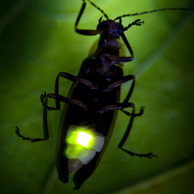 Firefly Flashing at Night - Lightning Bug - MidWest Outdoors