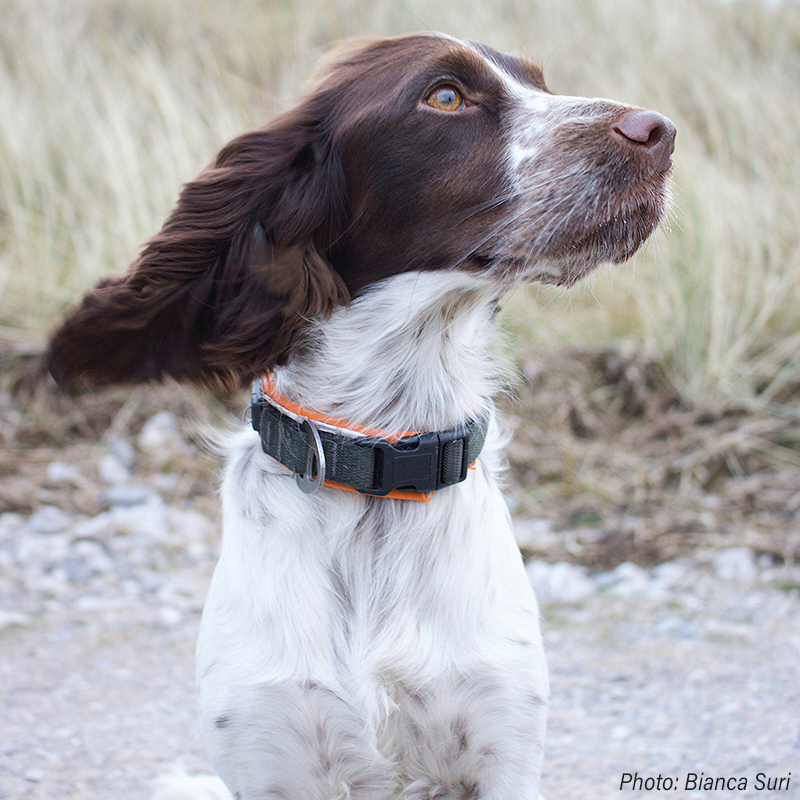 New Rules for Bringing a Dog into the U.S. - MidWest Outdoors