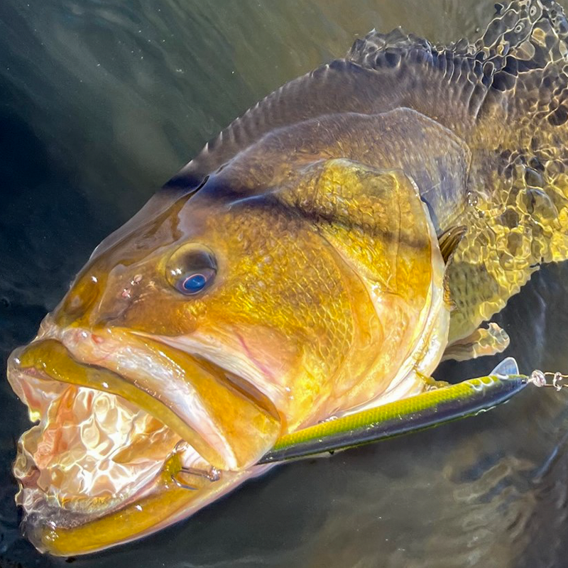 Versatile Baits - MidWest Outdoors