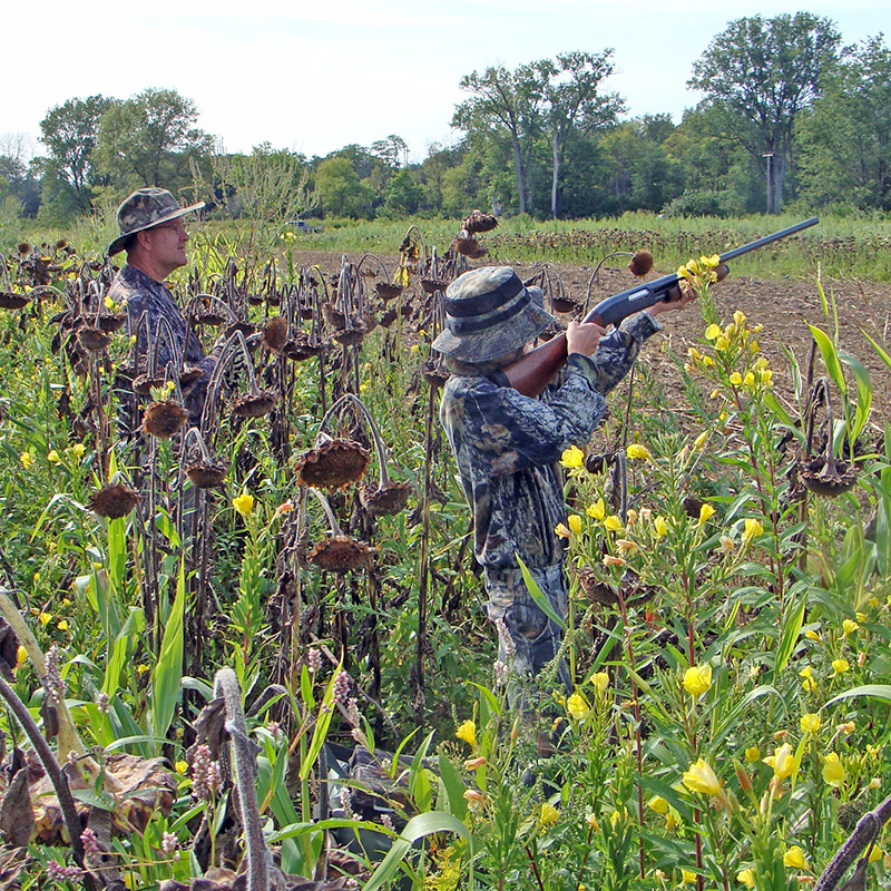 Wingshooting for Doves - MidWest Outdoors