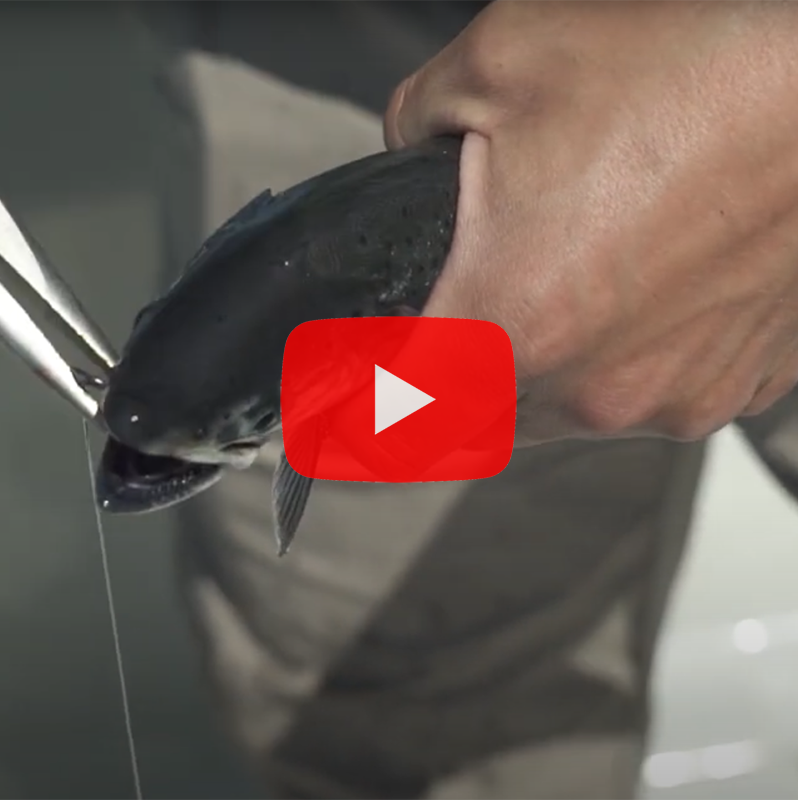 Catching Coho on Lake Michigan vid image - MidWest Outdoors