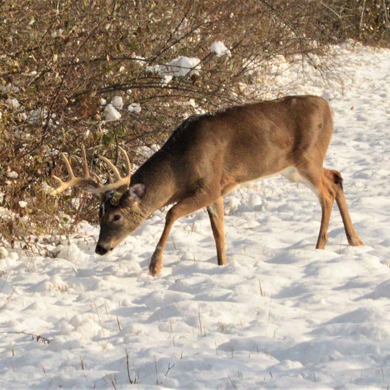 Hunting Snowscape Deer - MidWest Outdoors