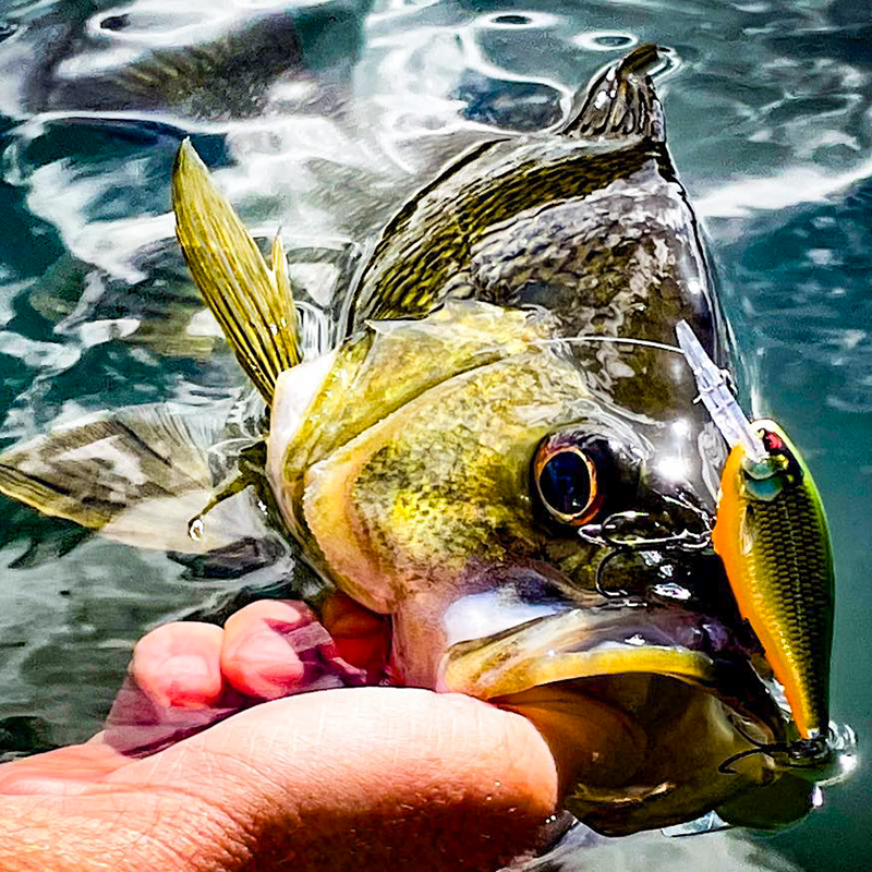 Shiver Me Timbers - MidWest Outdoors