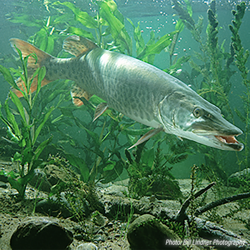 Share Your Thoughts on The Minnesota Muskie Plan Draft - MidWest Outdoors