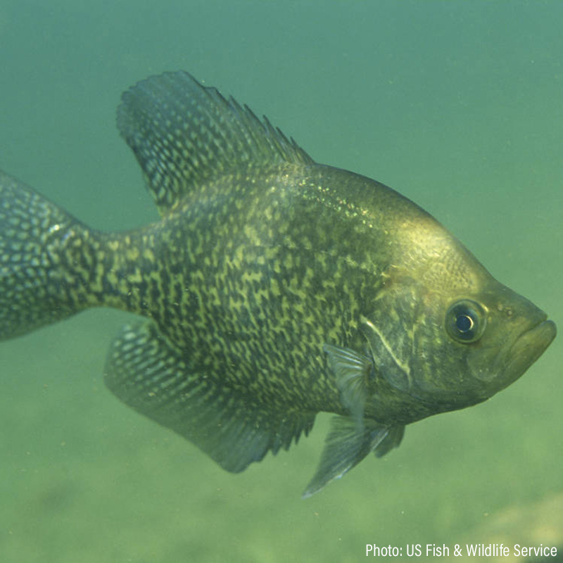 Patterns and Techniques from Crappie Pros - MidWest Outdoors