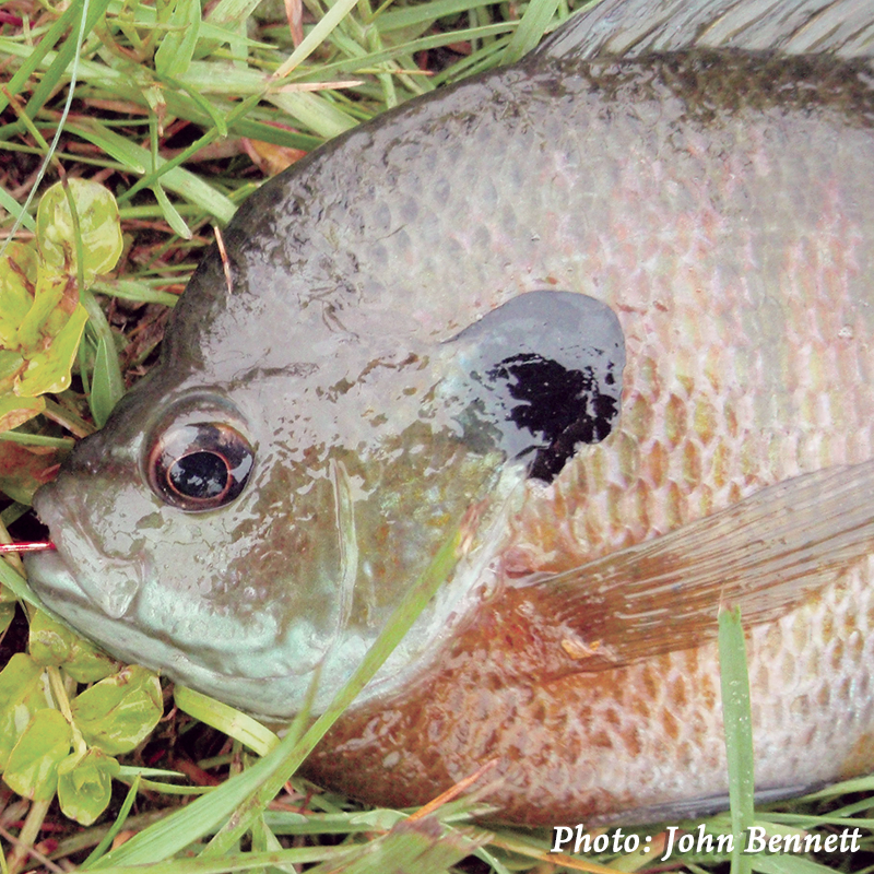 Summertime Bluegill Fishing - MidWest Outdoors