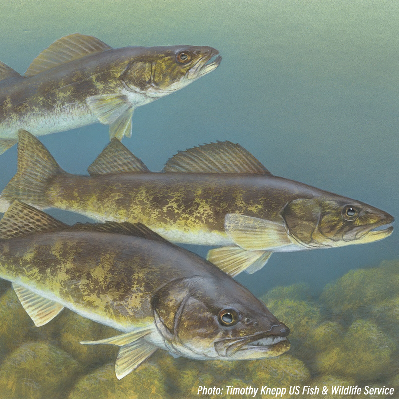 Mille Lacs Lake Walleye Limit Increased - MidWest Outdoors