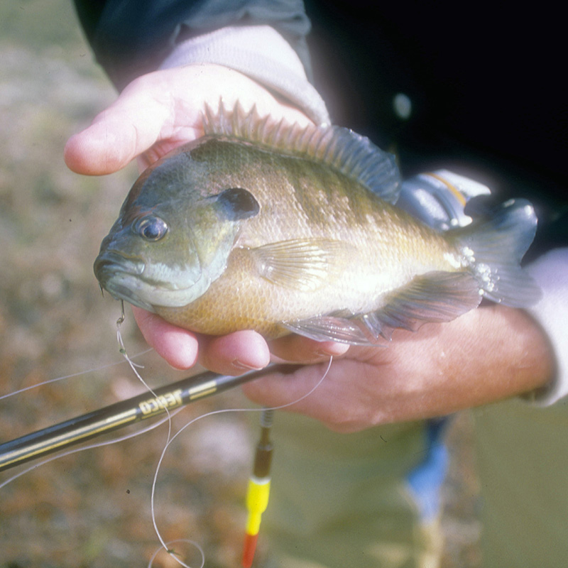 Fly Fishing for Ground Pounders - MidWest Outdoors
