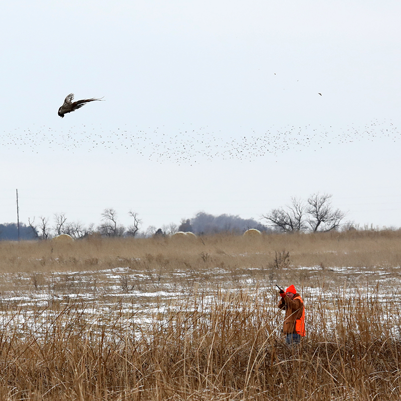 Enjoy the Camaraderie of Pheasant Hunting - MidWest Outdoors