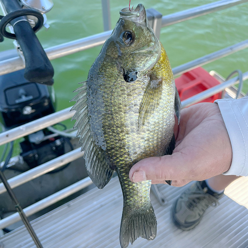 Mull-TrollForBiggerPanfish image - MidWest Outdoors