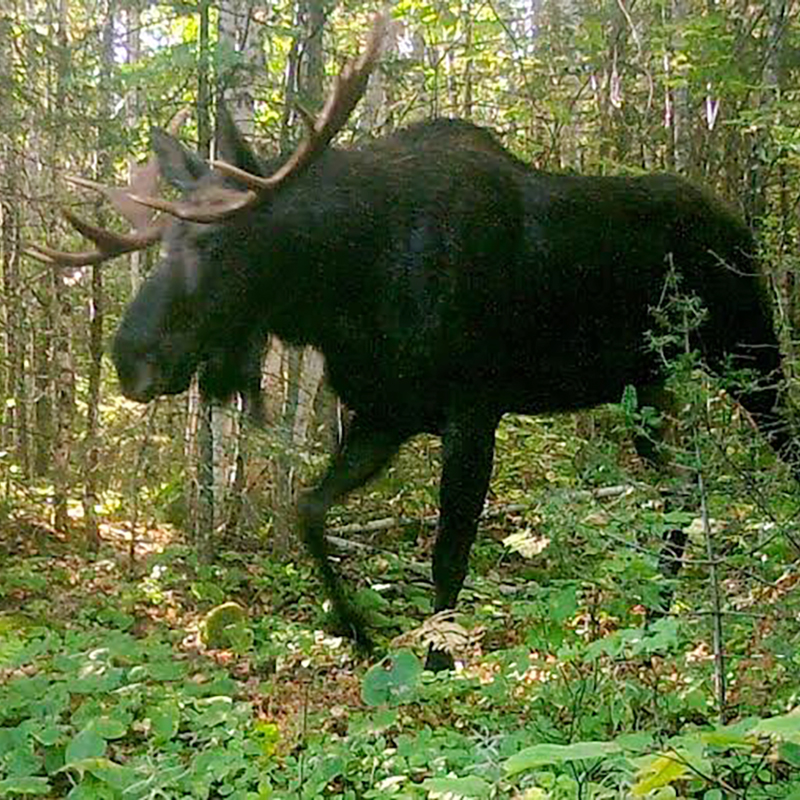 Morning Breaking in a Whitetail Forest - MidWest Outdoors