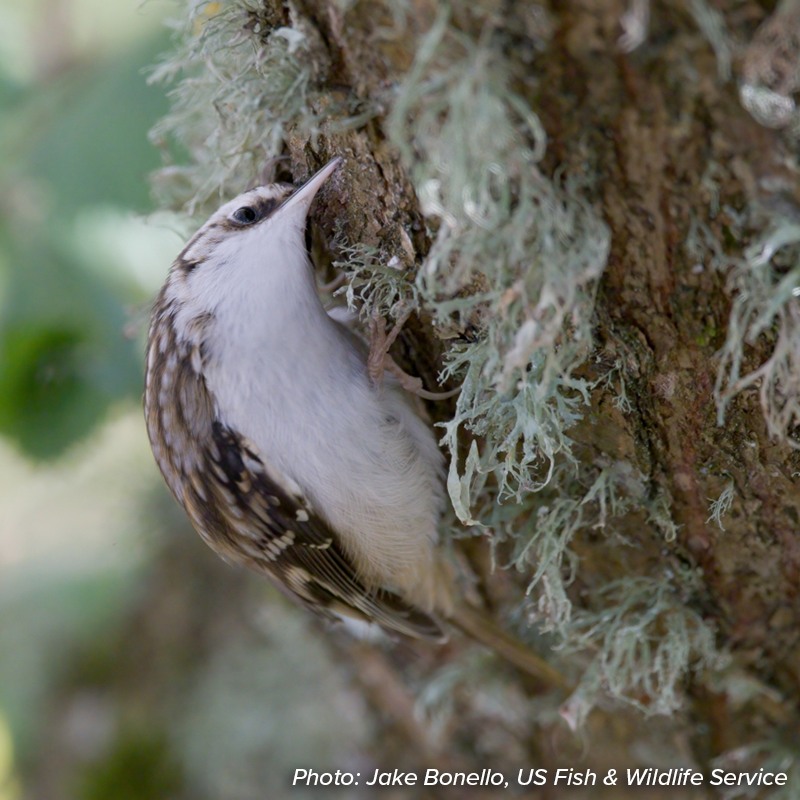 brown creeper Bonello, Jake USFWS - MidWest Outdoors
