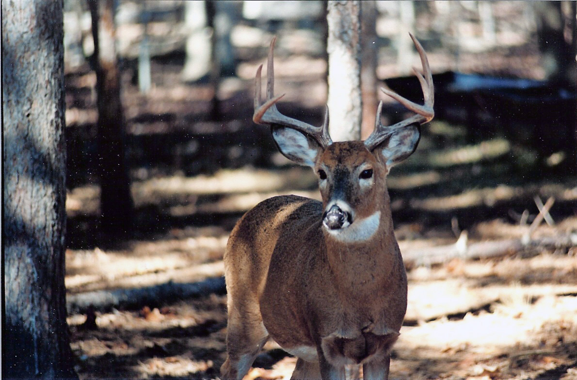 Gasaway-FIndingBigDeerHabitat - MidWest Outdoors