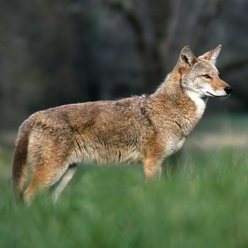 Predator Pursuit - MidWest Outdoors
