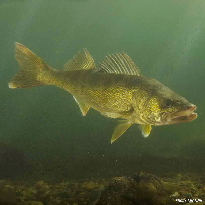 Comment on the Proposed Minnesota Walleye Limit Reduction Rule ...